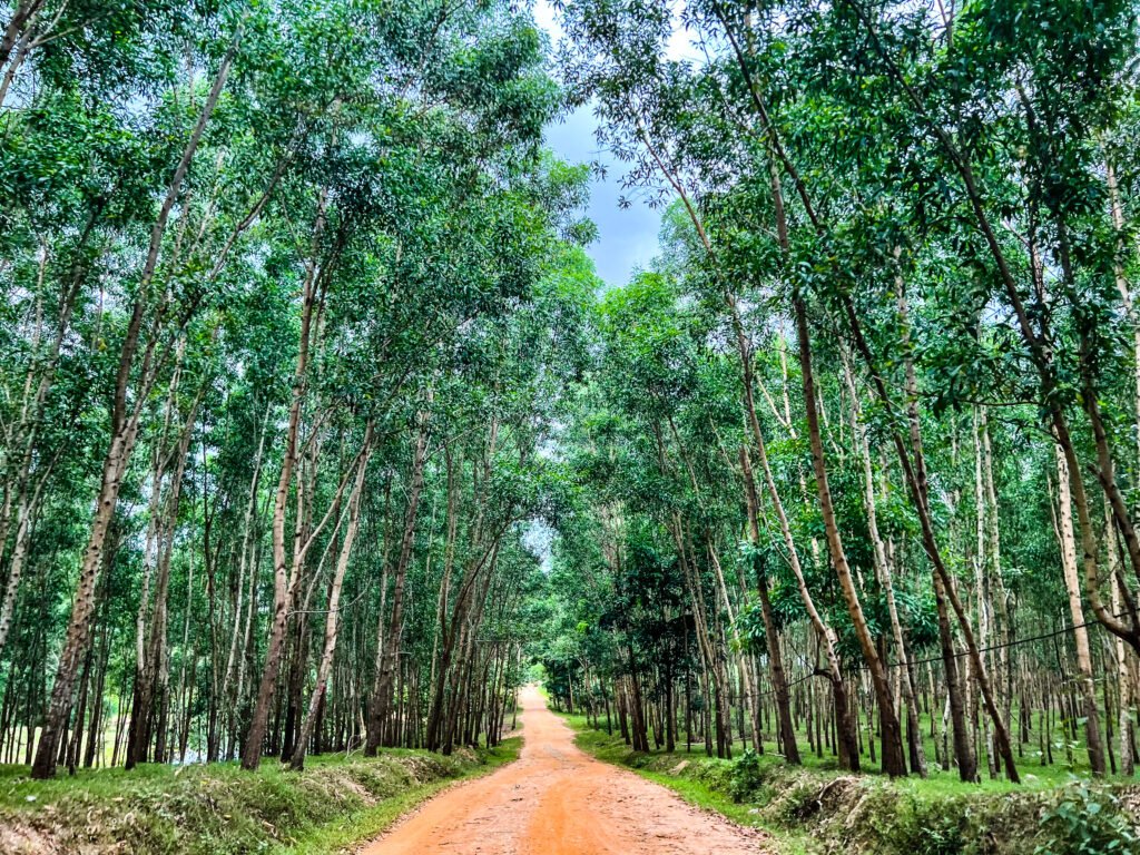 Public-Private-Community Partnerships for Sustainable Forest Management ...